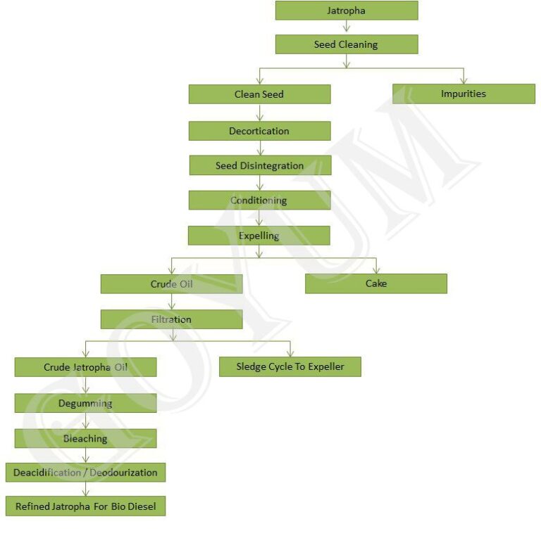 Flowchart of Process for Jatropha Oil Production | Jatropha Oil Screw Press